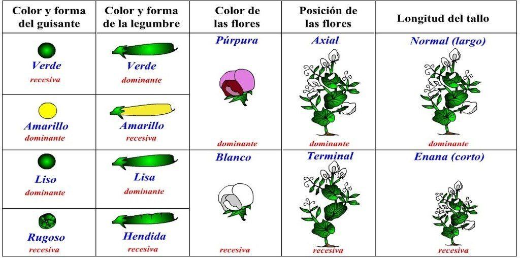 Charles Darwin: biografía y teorías - SobreHistoria.com
