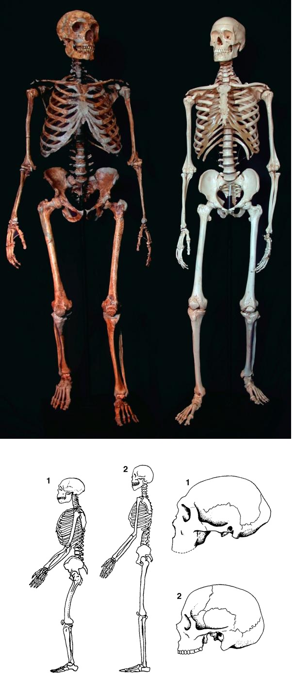 Homo Neardenthalensis - Hombre de Neanderthal Origen, características ...