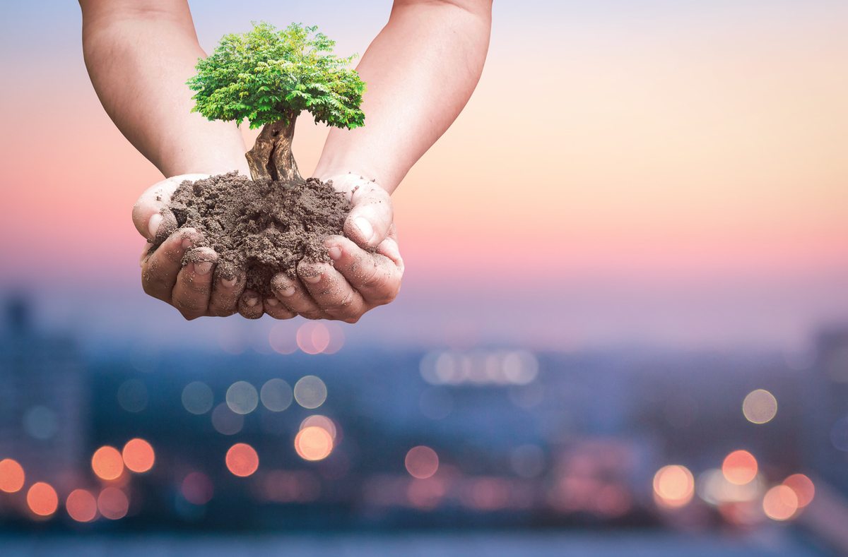 Cuándo es el día del Árbol y por qué se celebra - SobreHistoria.com
